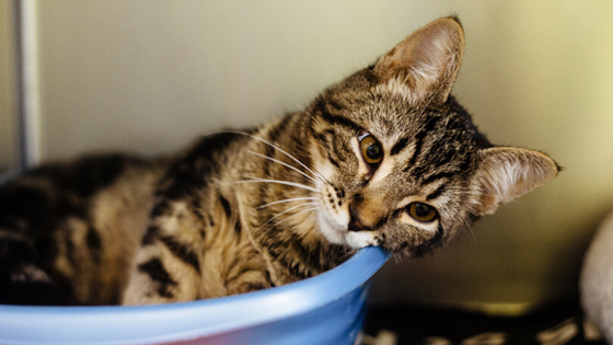 Spring Pet Safety Tips | DoveLewis