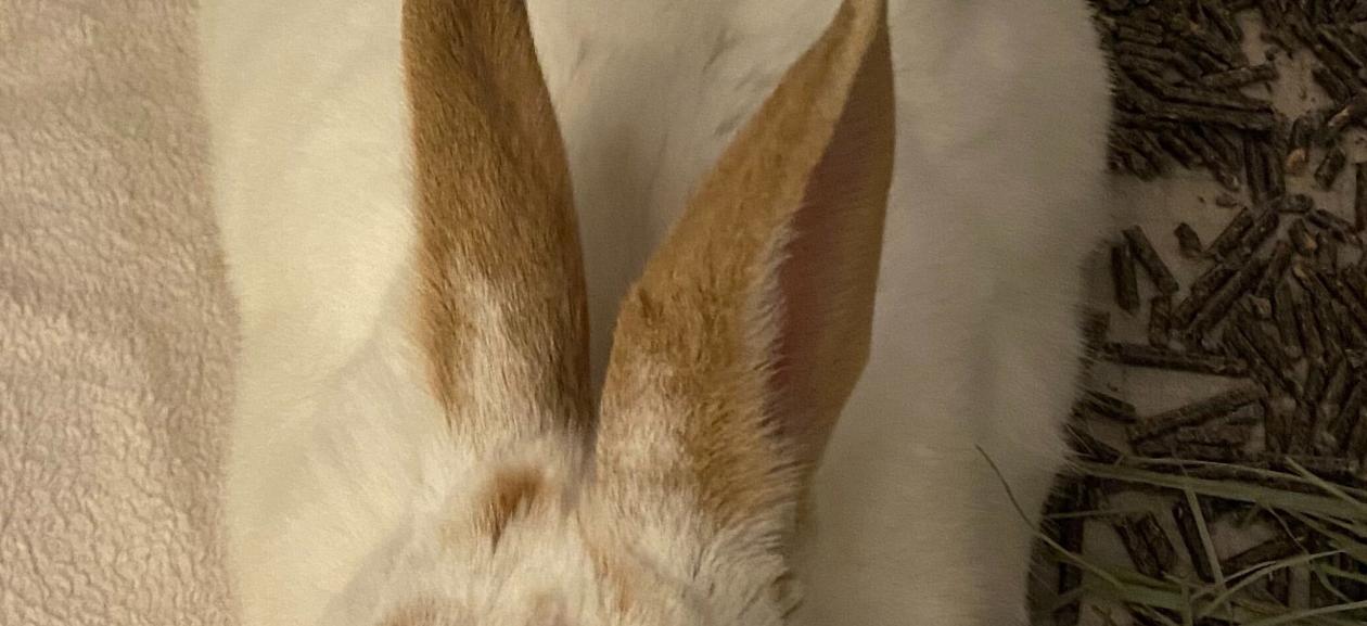Rabbit - Adult Male (Rex Mix) | DoveLewis