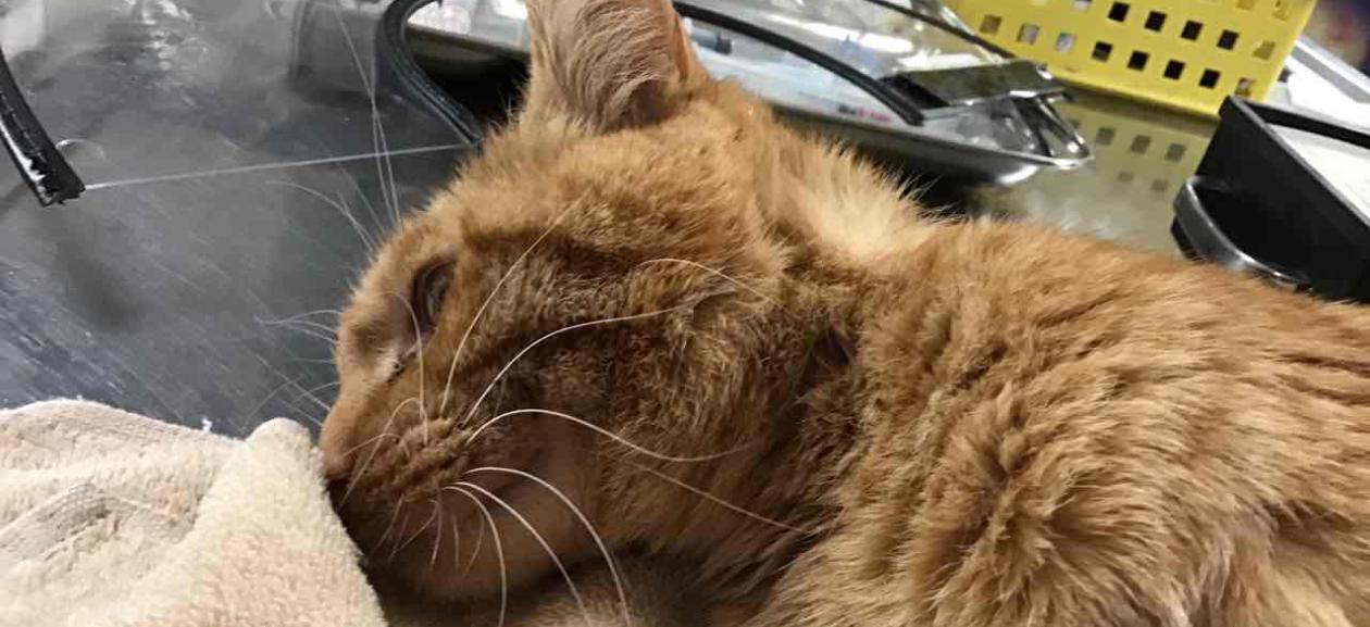 OGD594 Intact Male Orange Tabby Cat | DoveLewis