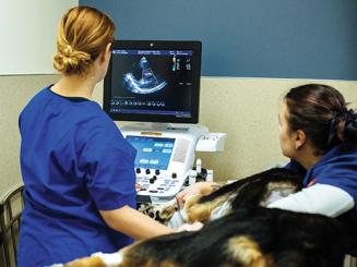 DoveLewis - Emergency Veterinary Animal Hospital - Open 24/7
